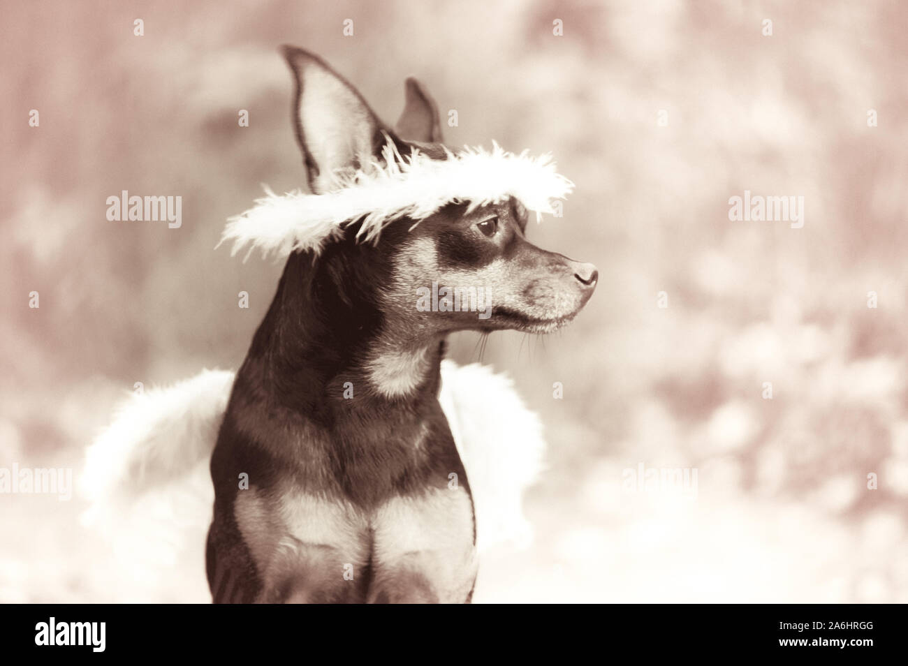 Angel dog, portrait of a dog in the image of an angel, in a wreath and ...