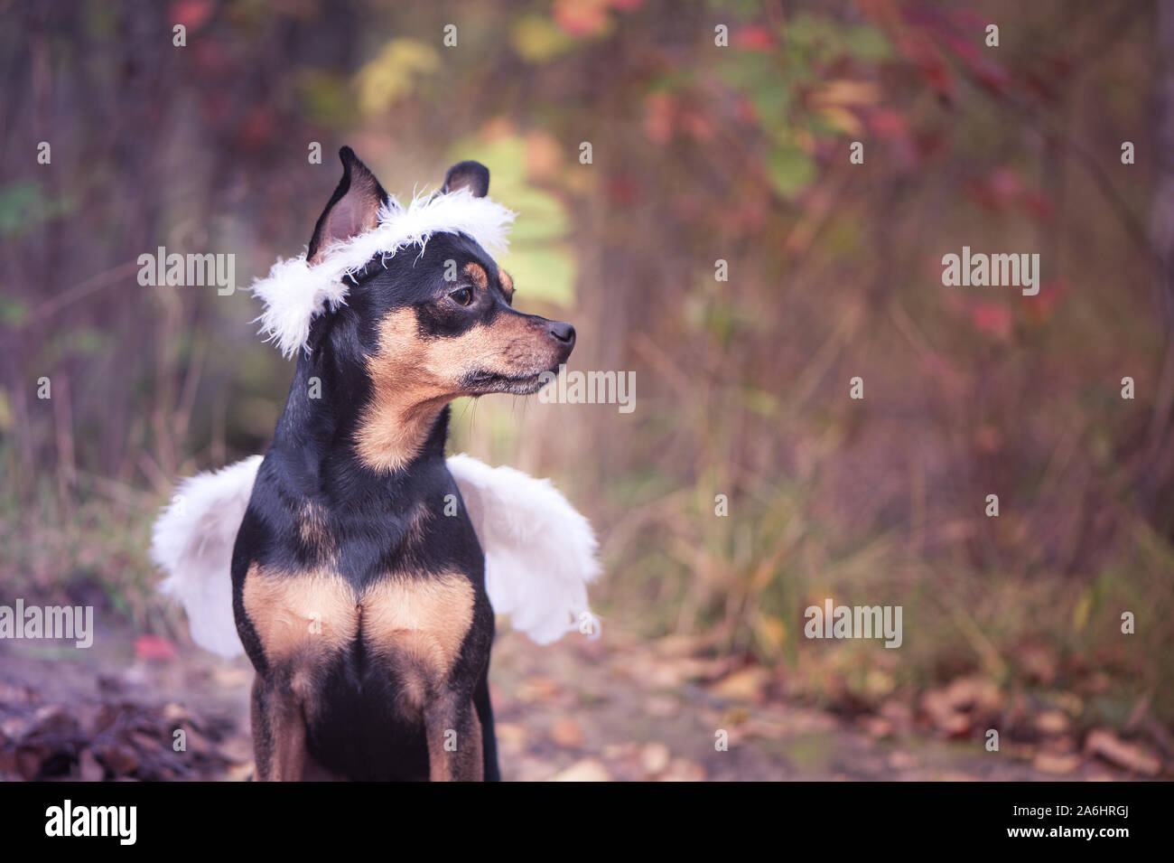 Angel dog, portrait of a dog in the image of an angel, in a wreath and ...