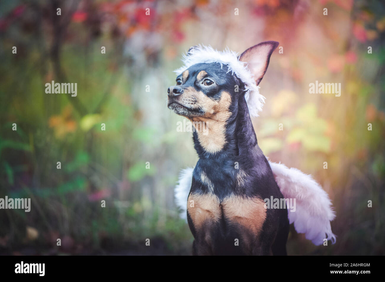 Dog angel wings hi-res stock photography and images - Alamy