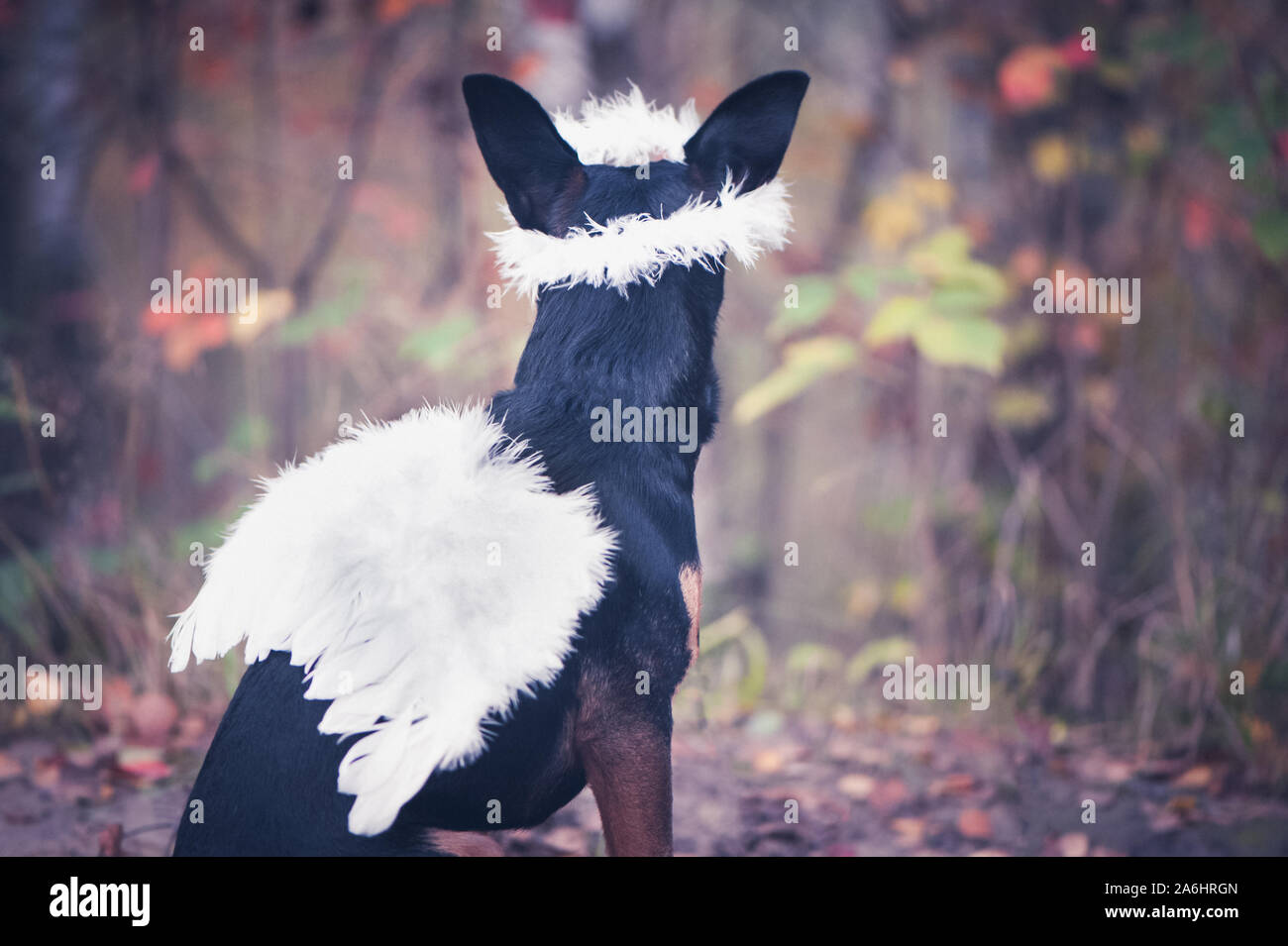 Angel dog, portrait of a dog in the image of an angel, in a wreath and ...