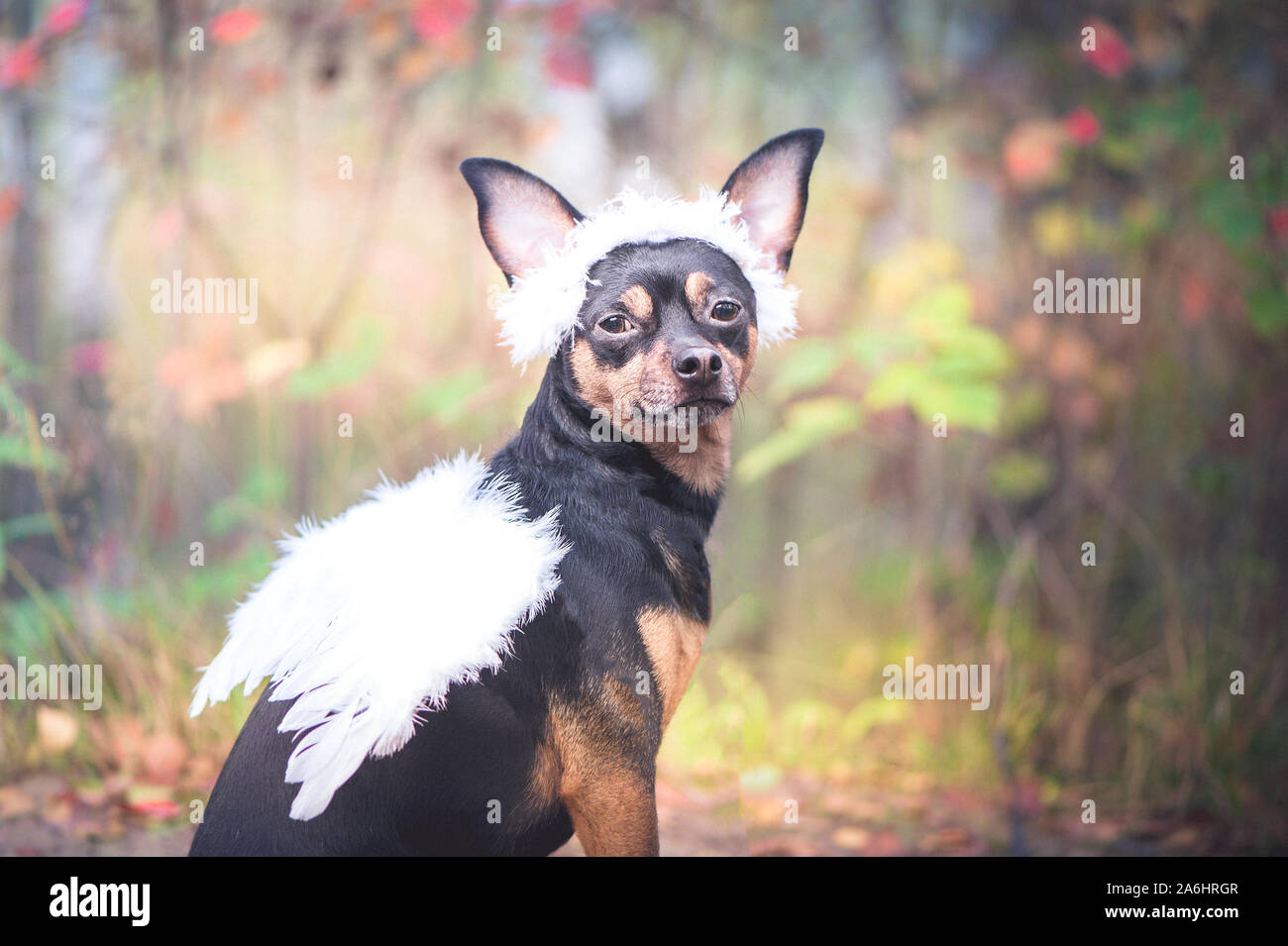 Angel dog, portrait of a dog in the image of an angel, in a wreath and ...