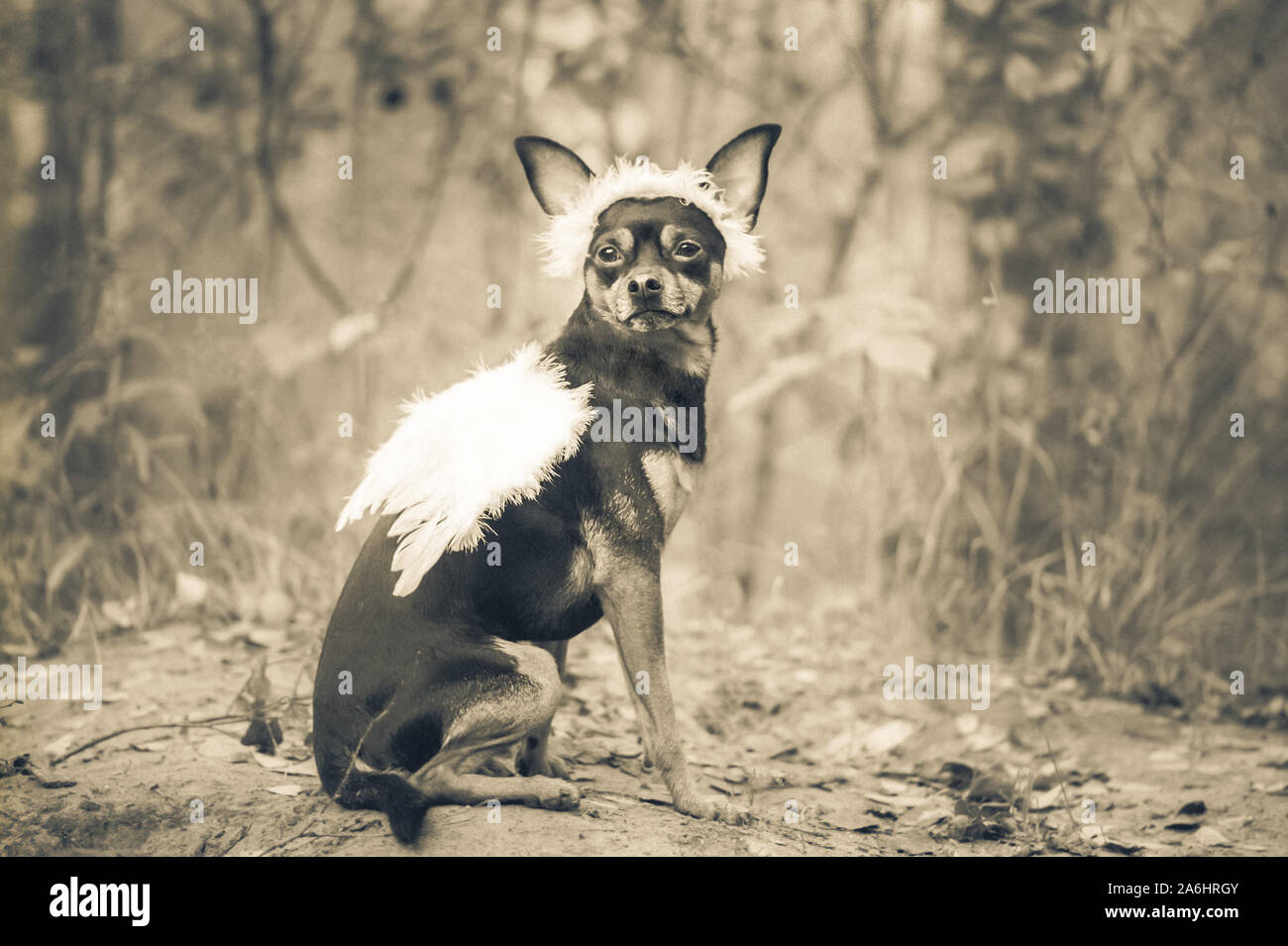 Angel dog, portrait of a dog in the image of an angel, in a wreath and ...