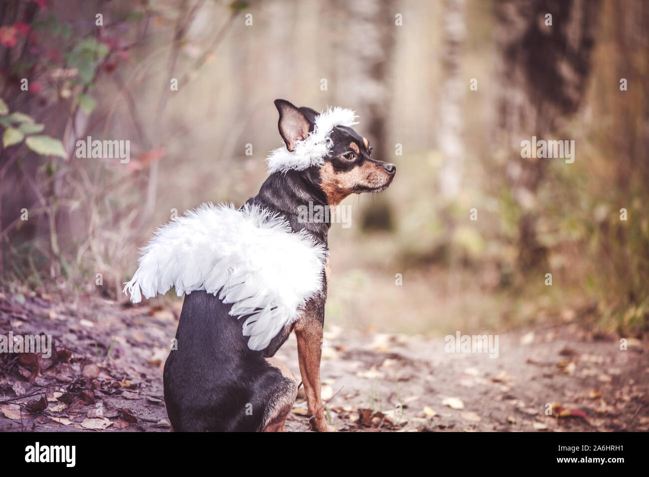Angel dog, portrait of a dog in the image of an angel, in a wreath and ...