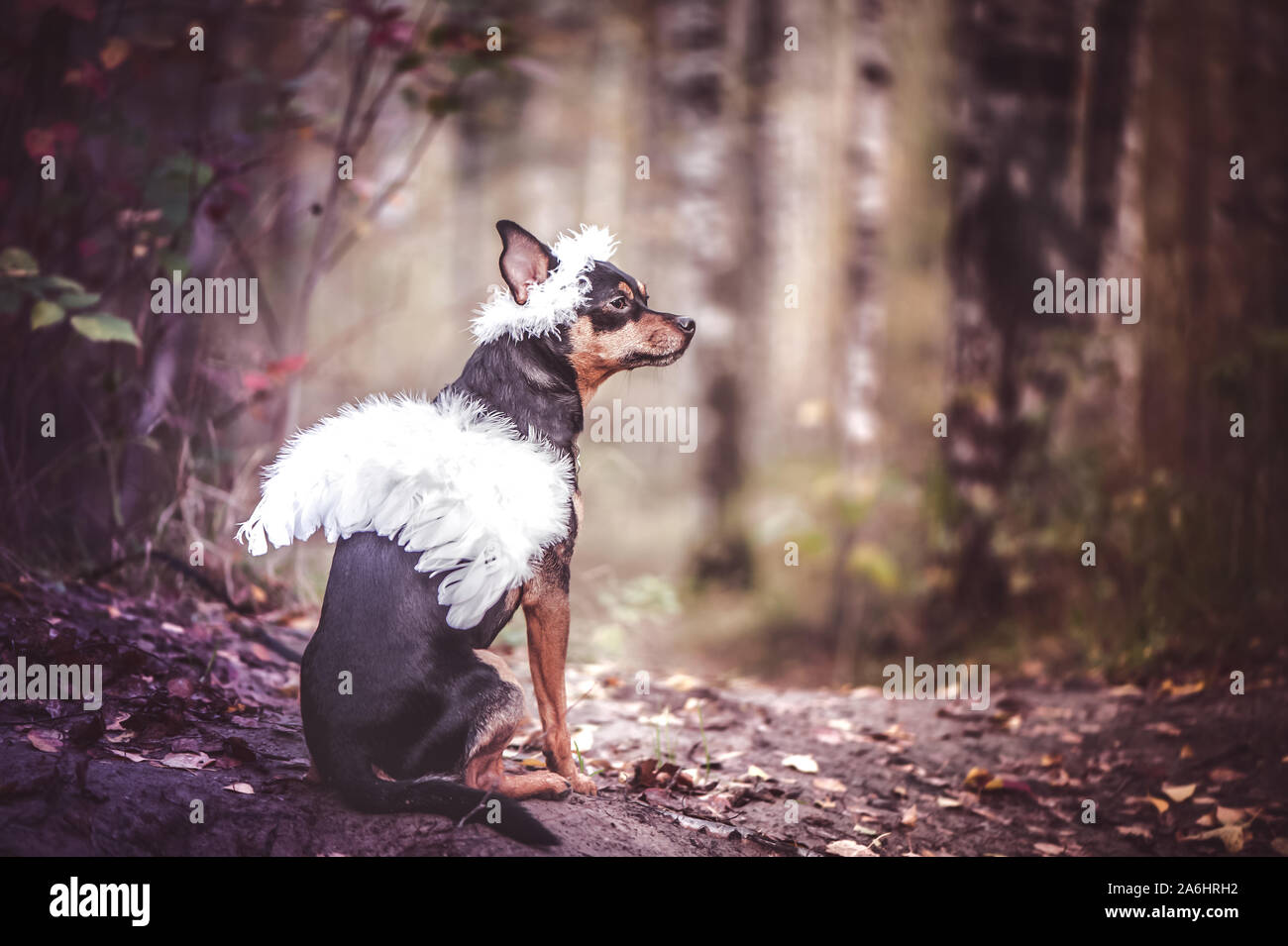 Dogs With Angel Wings