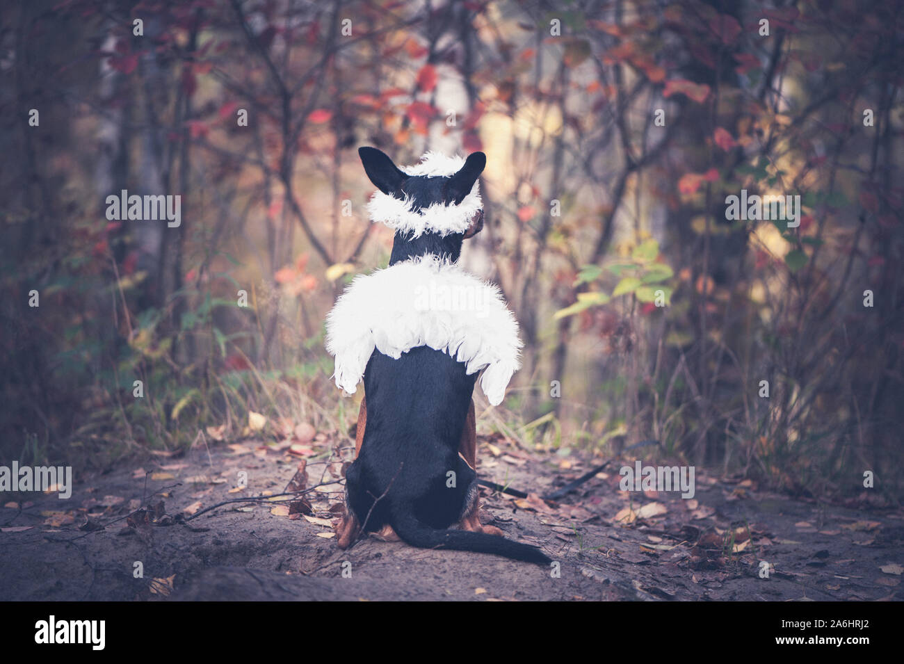 Angel dog, portrait of a dog in the image of an angel, in a wreath and ...