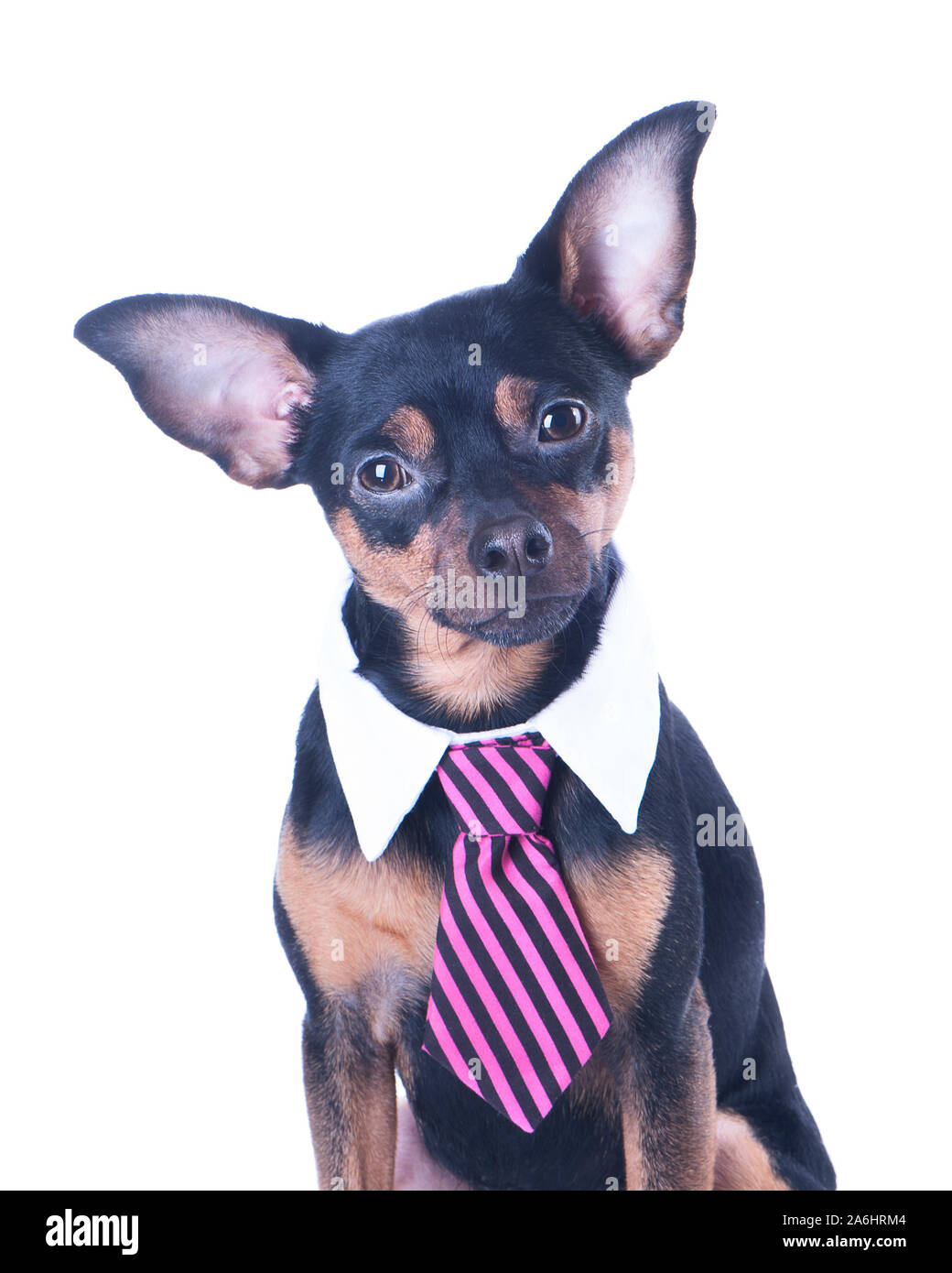 A dog, toyterrier a tie and a white collar. Education, training of dogs ...