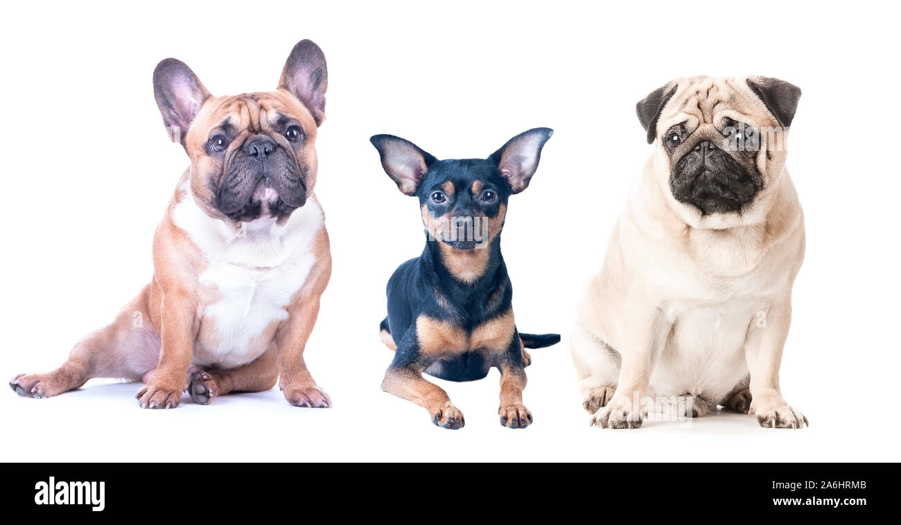 Group of dogs of different breeds hi-res stock photography and images ...