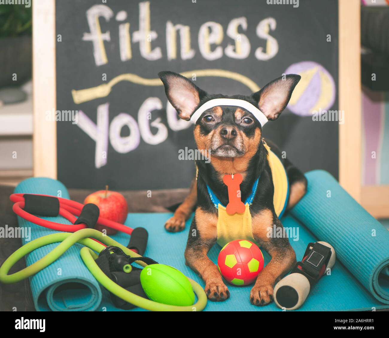 Cute dog with a ball. Dog football player or trainer . Football ...