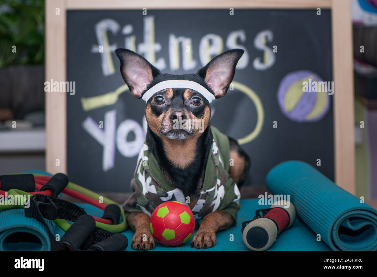 Cute dog with a ball. Dog football player or trainer . Football ...