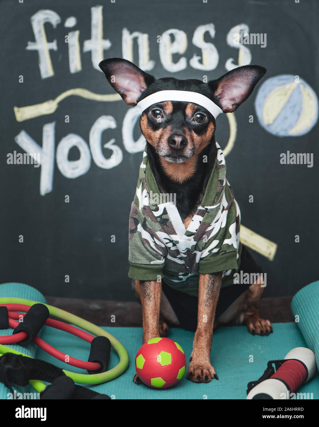 Dog Personal Trainer Concept Fitness And Healthy Lifestyle For Pet dog-personal-trainer-concept-fitness-and-healthy-lifestyle-for-pet