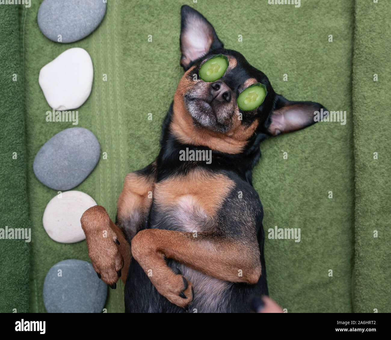 Funny Animals Relaxing