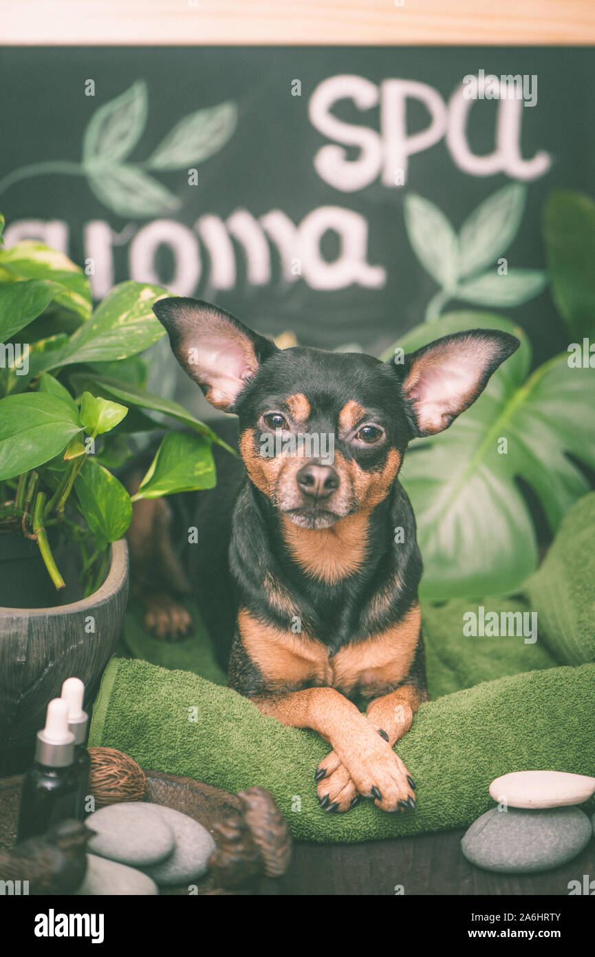 Massage and spa, a dog among the spa care items and plants. Funny ...