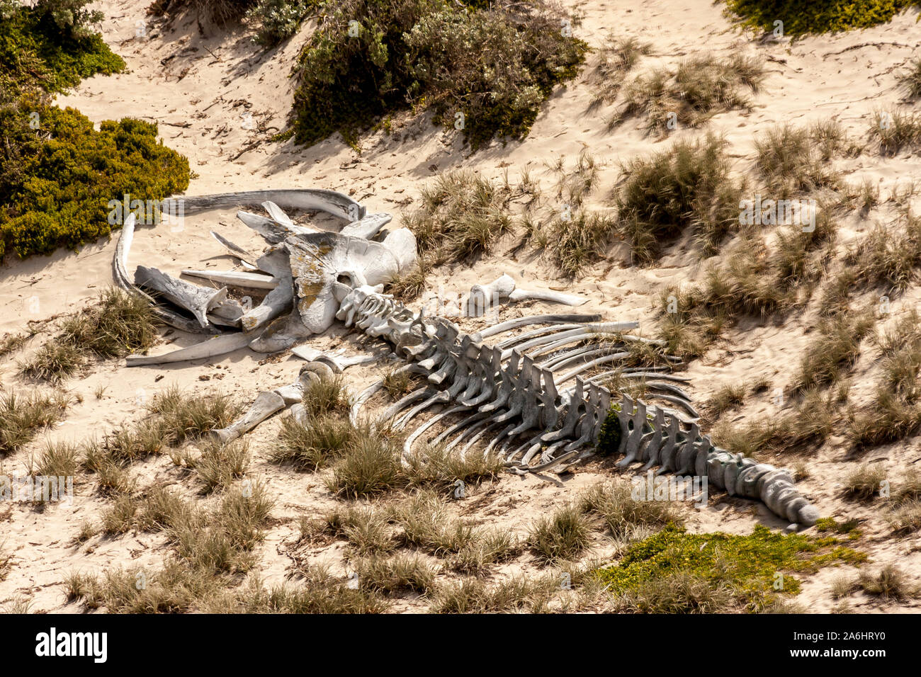 Ancient animal skeleton in the Australian desert, outback in Northern ...