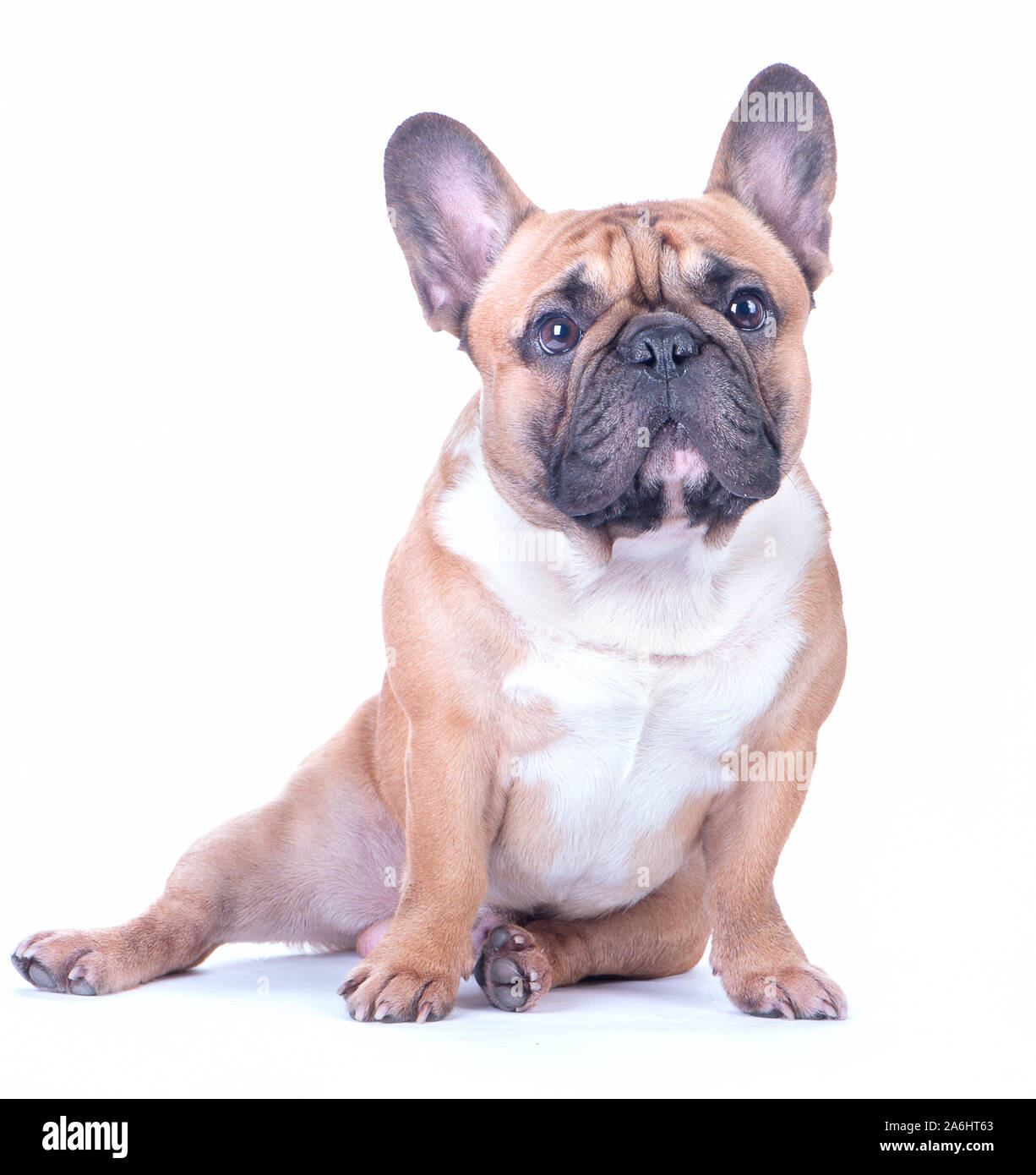 Dog looks at the camera Cut Out Stock Images & Pictures - Alamy