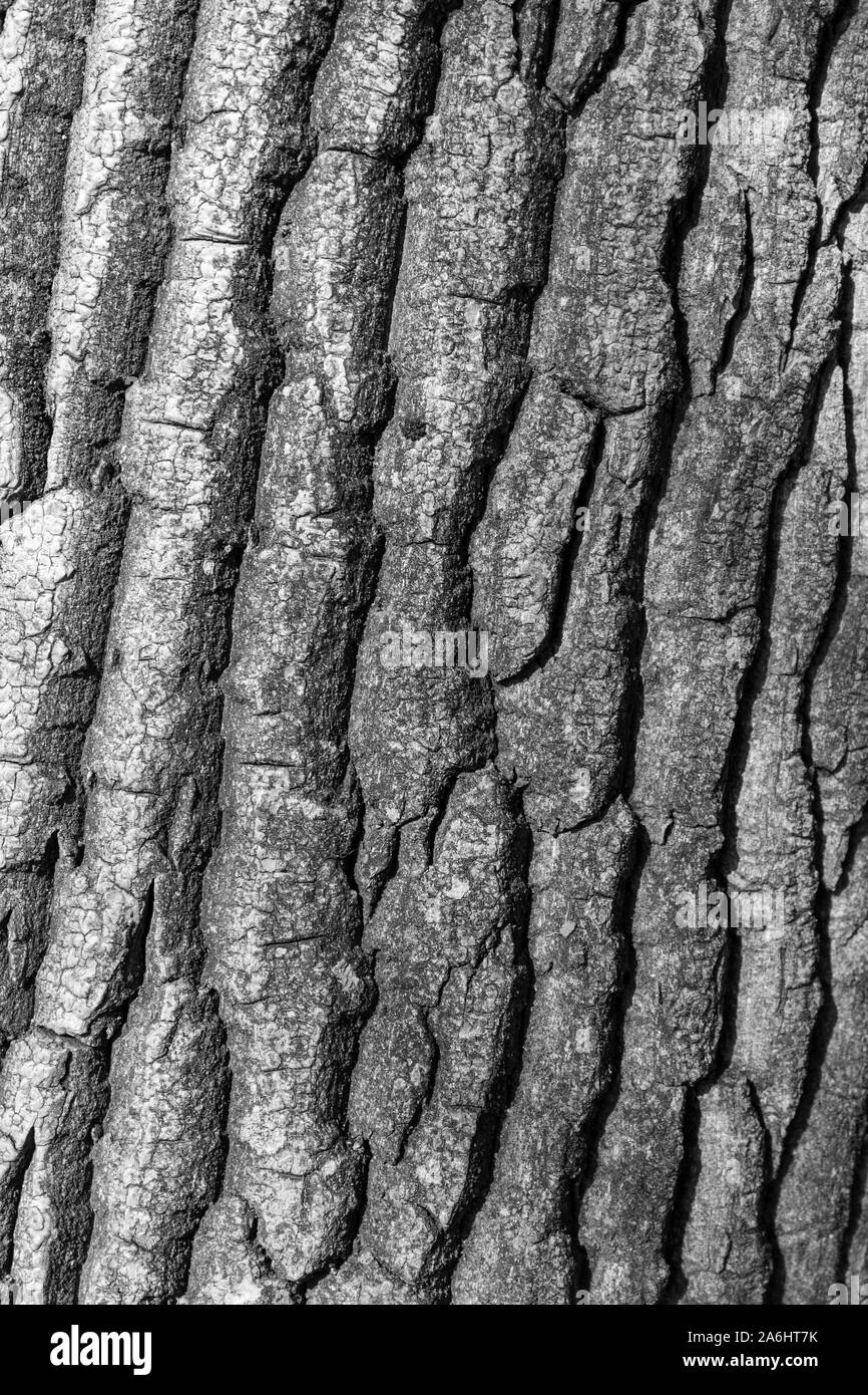Close up detail of oak tree bark Black and White Stock Photos & Images ...