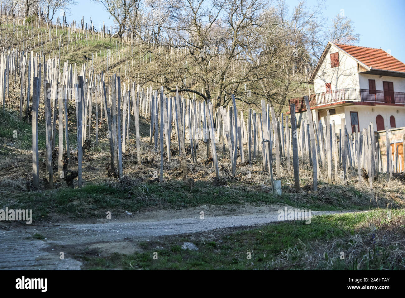 Tokay wine hungary hi-res stock photography and images - Alamy