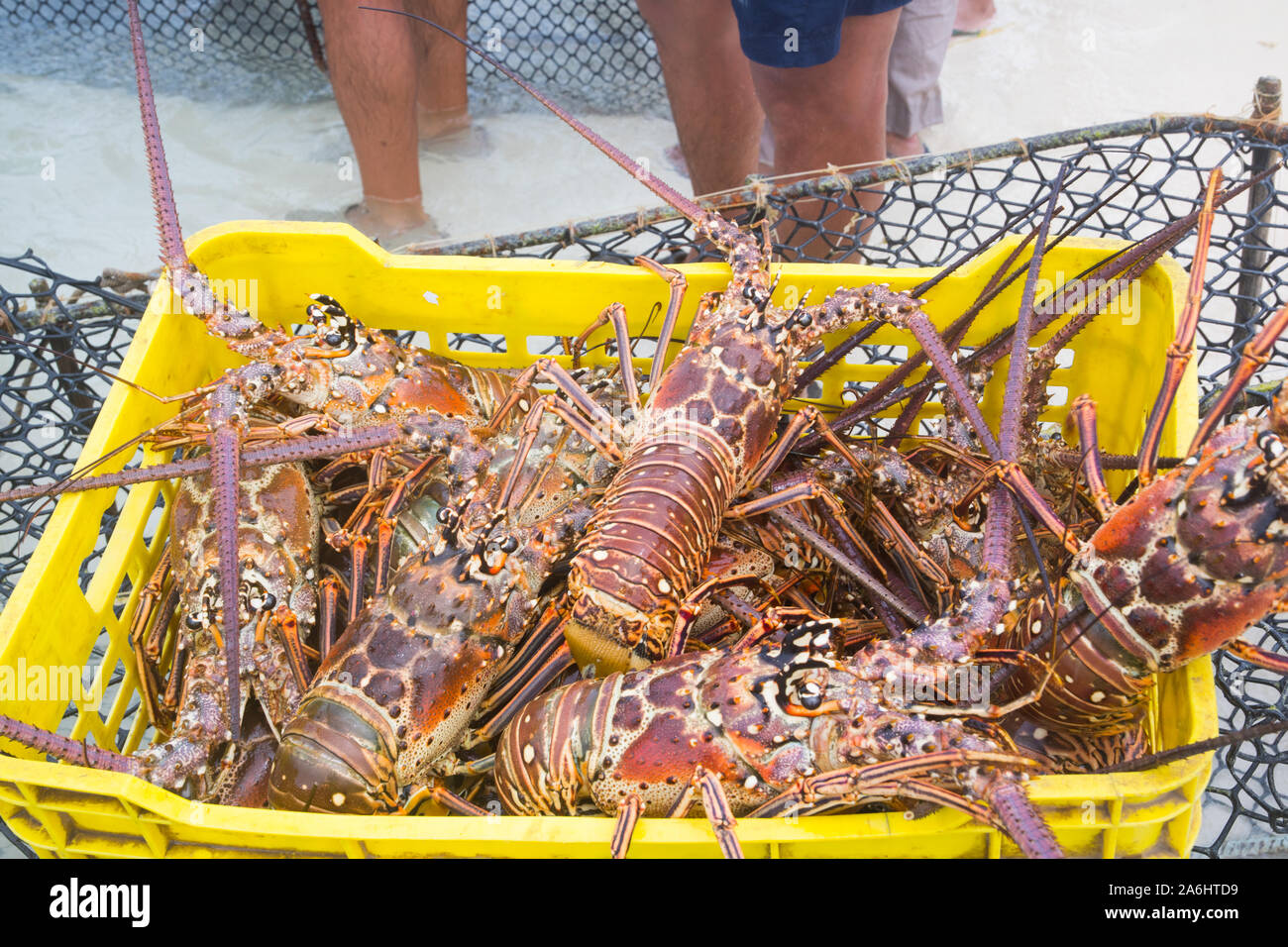 A man unloads freshly caught spiny lobster during the regular season ...