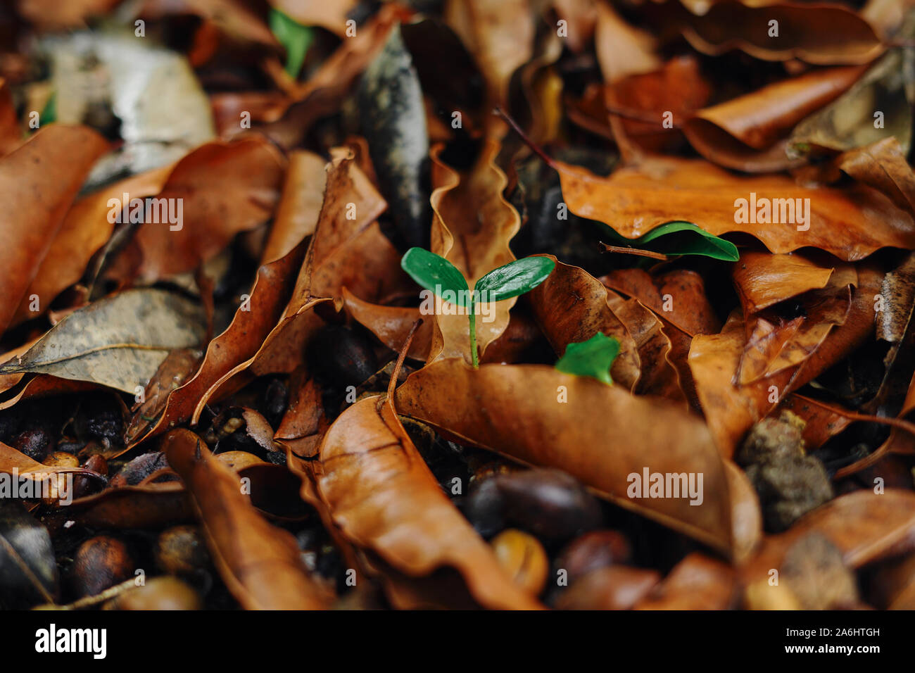 Seed of a rainforest tree falling hi-res stock photography and images ...