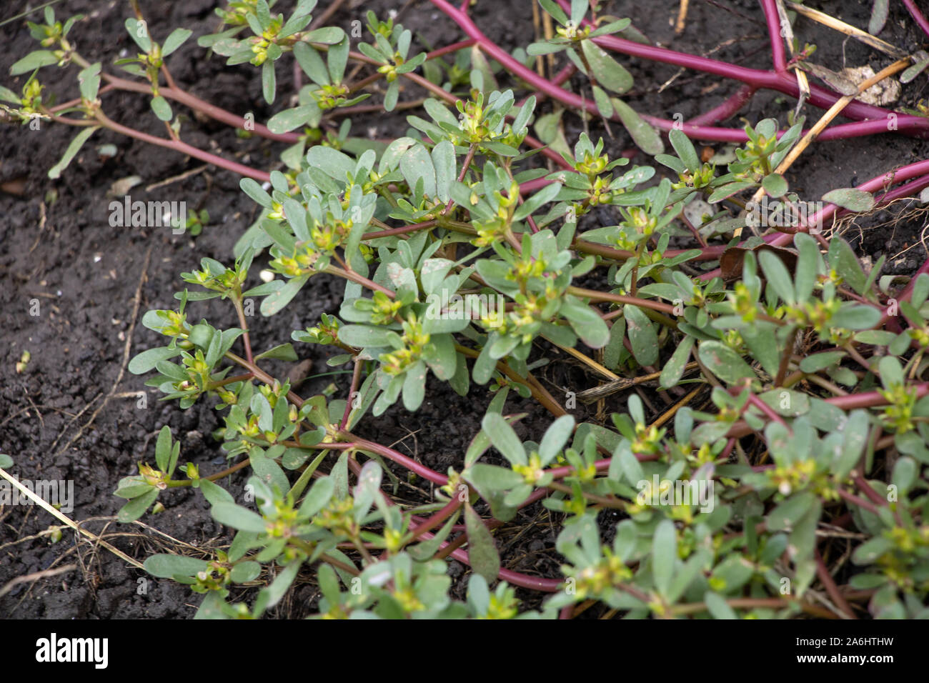 Portulaca oleracea plant with many benefits concept Stock Photo - Alamy