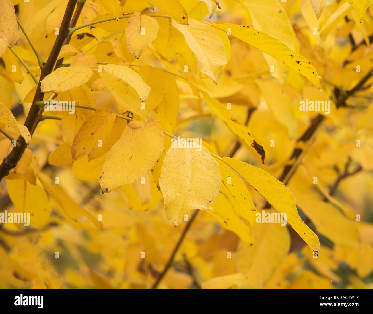 A walnut tree with yellow leaves in autumn Stock Photo - Alamy