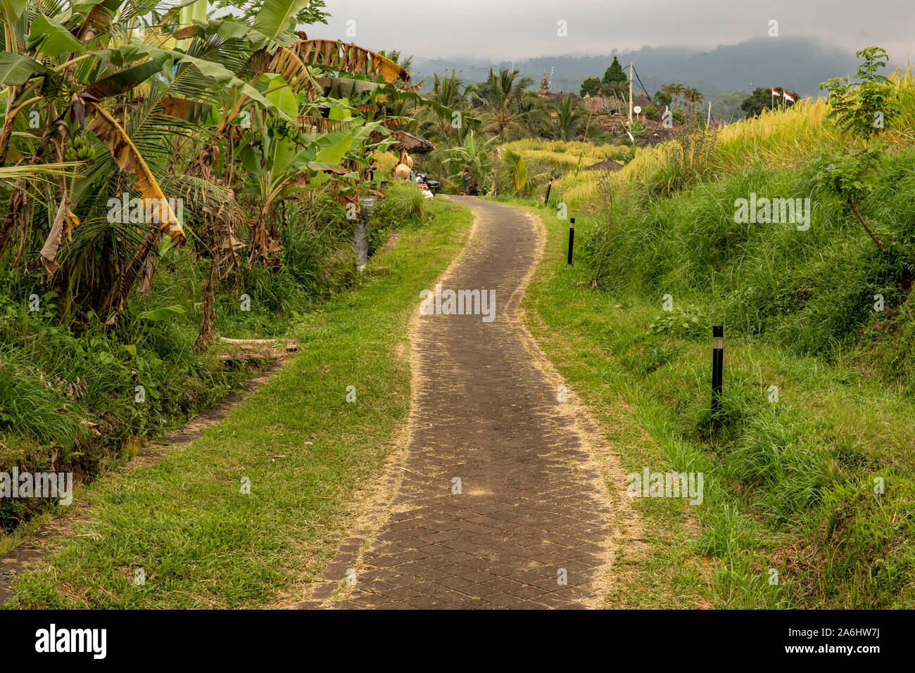 Trail through palms hi-res stock photography and images - Alamy