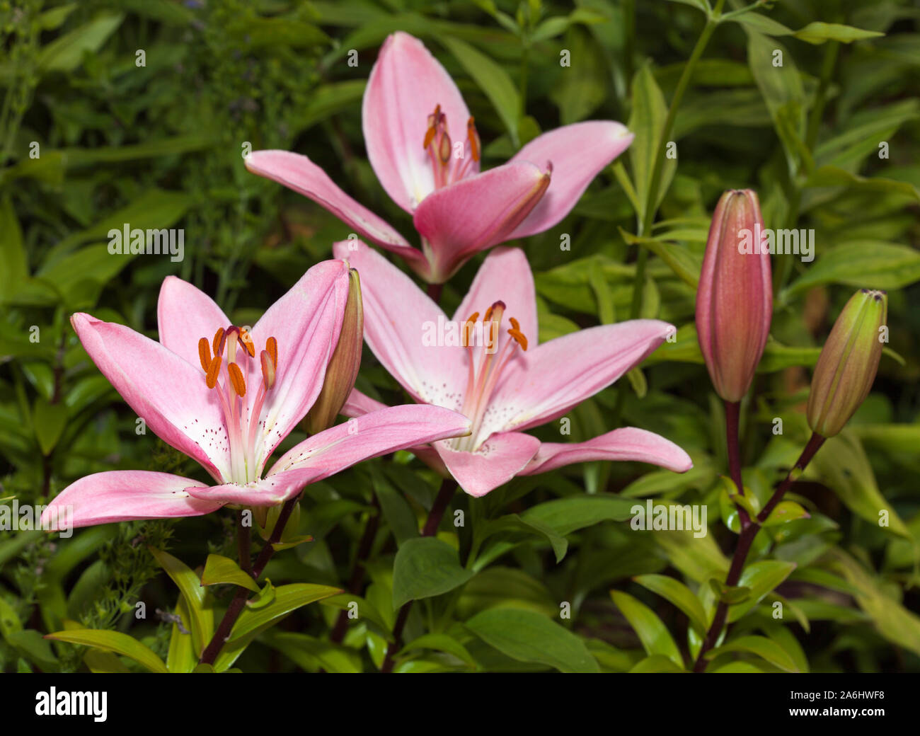 True lilies hi-res stock photography and images - Alamy