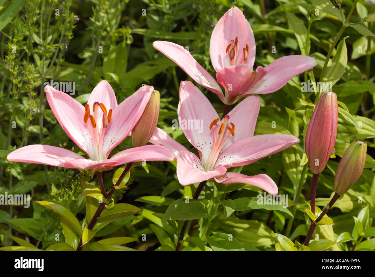 True Lilies High Resolution Stock Photography and Images - Alamy