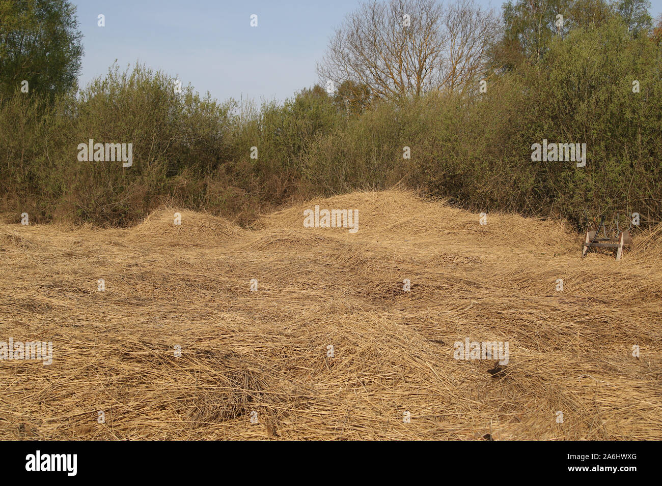 Dry reed stands during the reed harvest are seen in Rucava, Curland ...