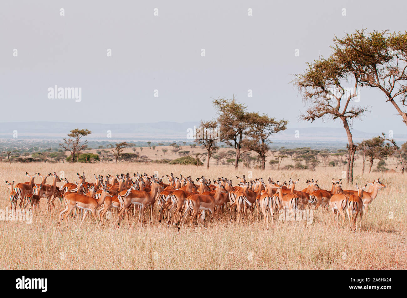 Animal migration herd gazelle hi-res stock photography and images - Alamy