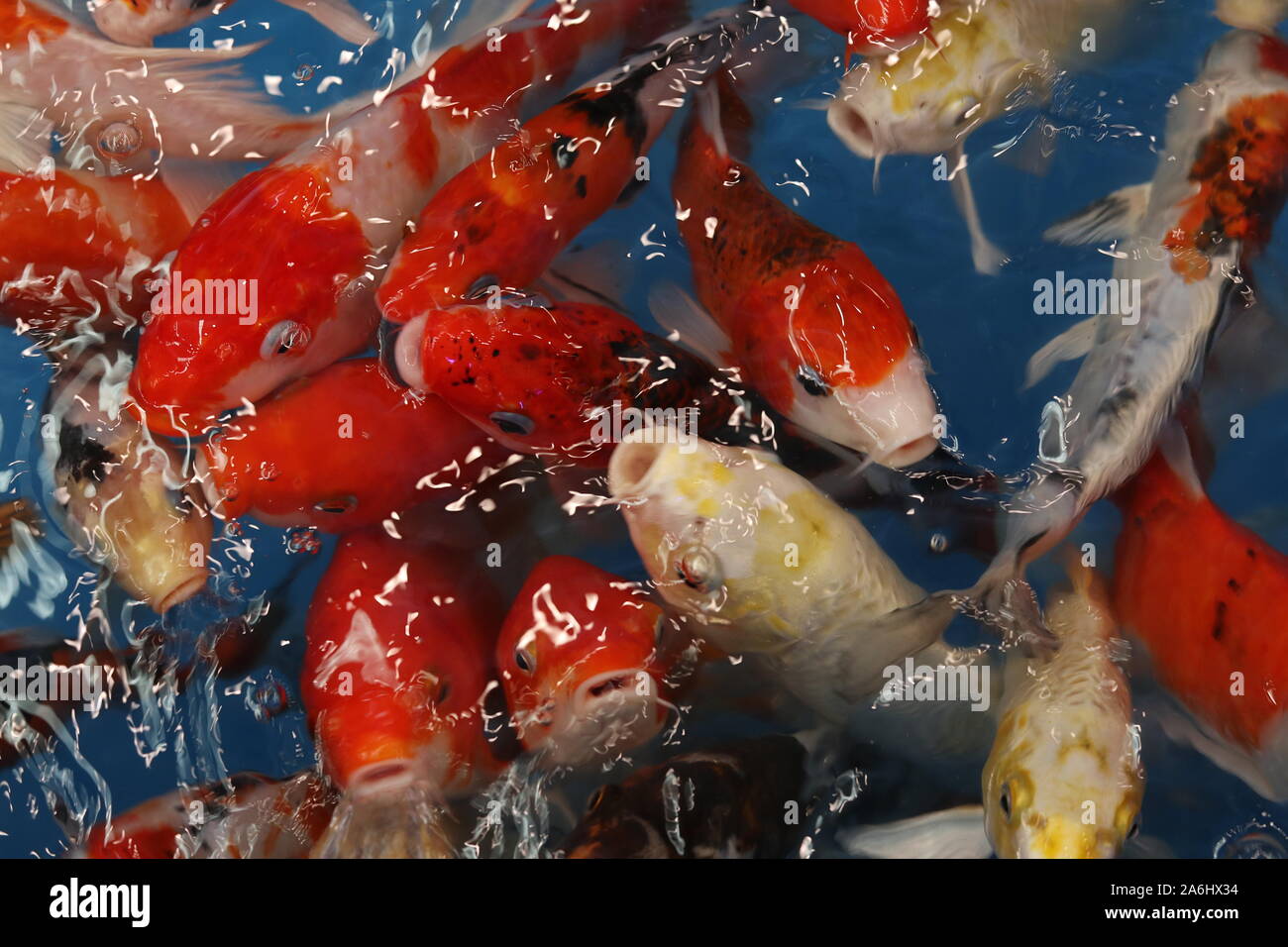Koi fish in many colors Stock Photo - Alamy