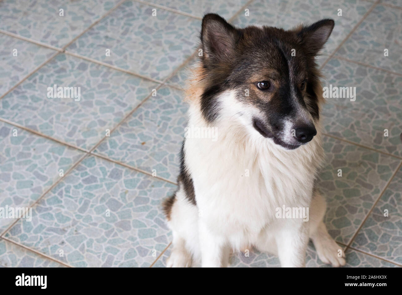 Thai dog hi-res stock photography and images - Alamy