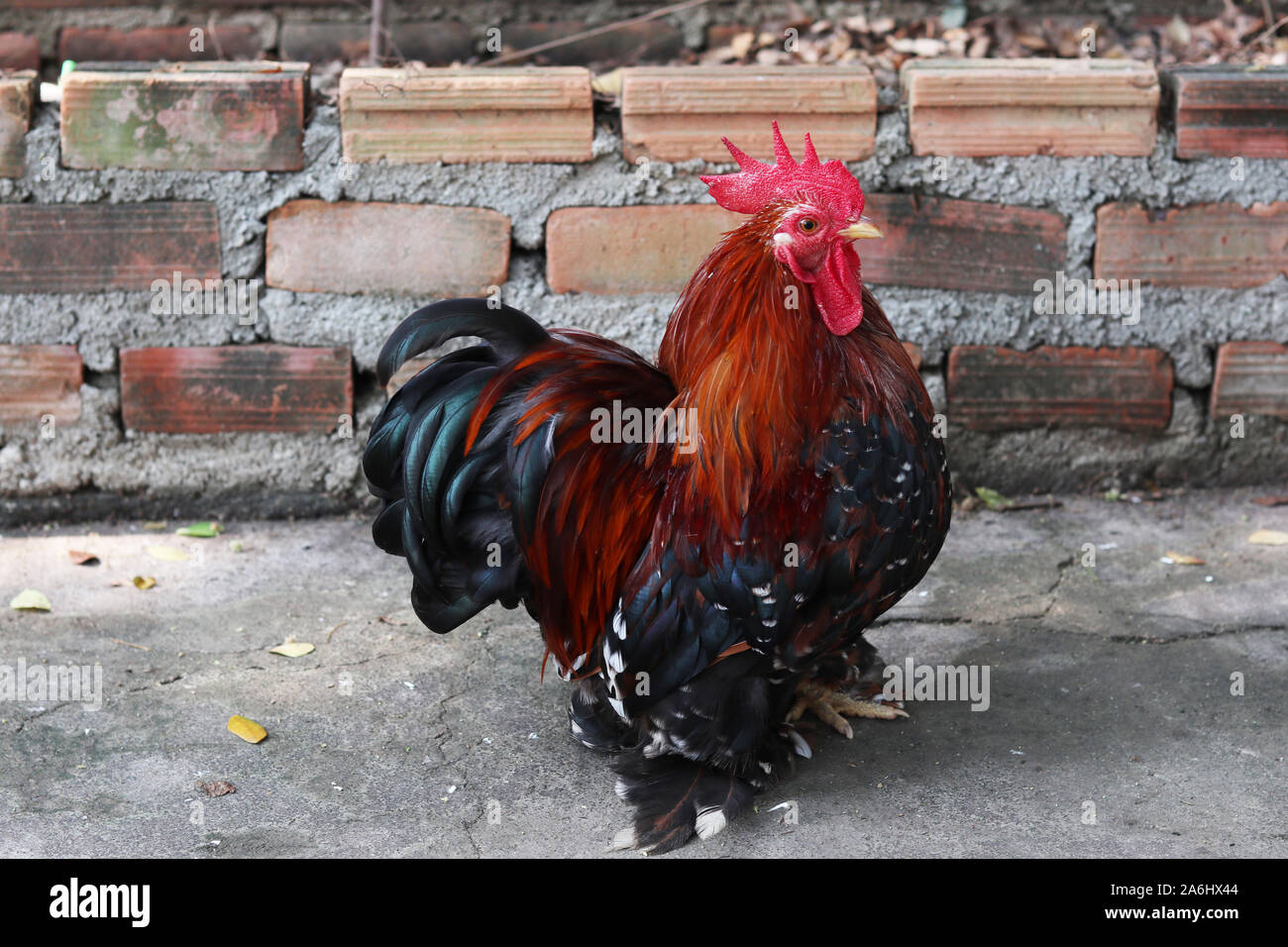 Colorful red bantam chicken background Stock Photo - Alamy