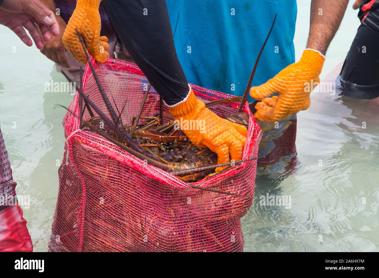 man putting lobster in sacks freshly caught spiny lobster during the ...