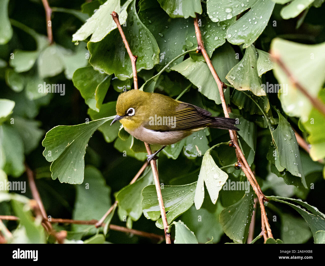 A Japanese warbling white-eye, Zosterops japonicus, also known as a ...