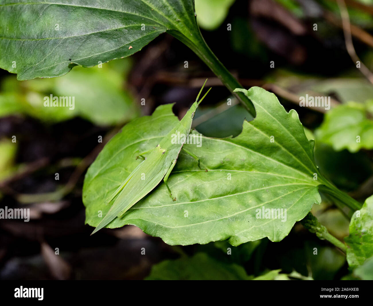A female atractomorpha lata grasshopper rests on a leaf in a forest ...