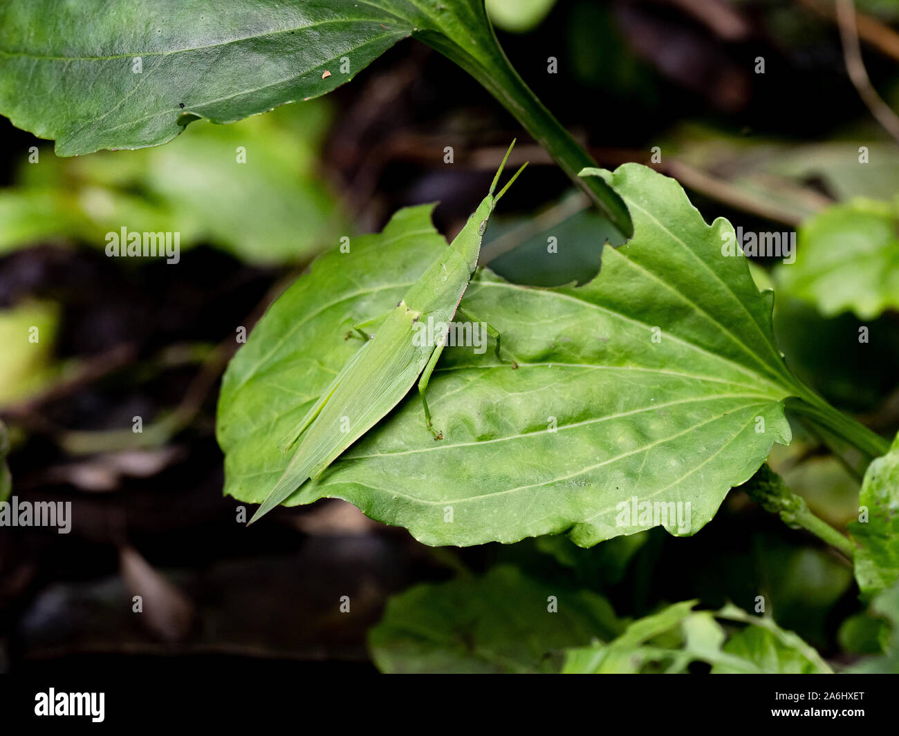 A female atractomorpha lata grasshopper rests on a leaf in a forest ...