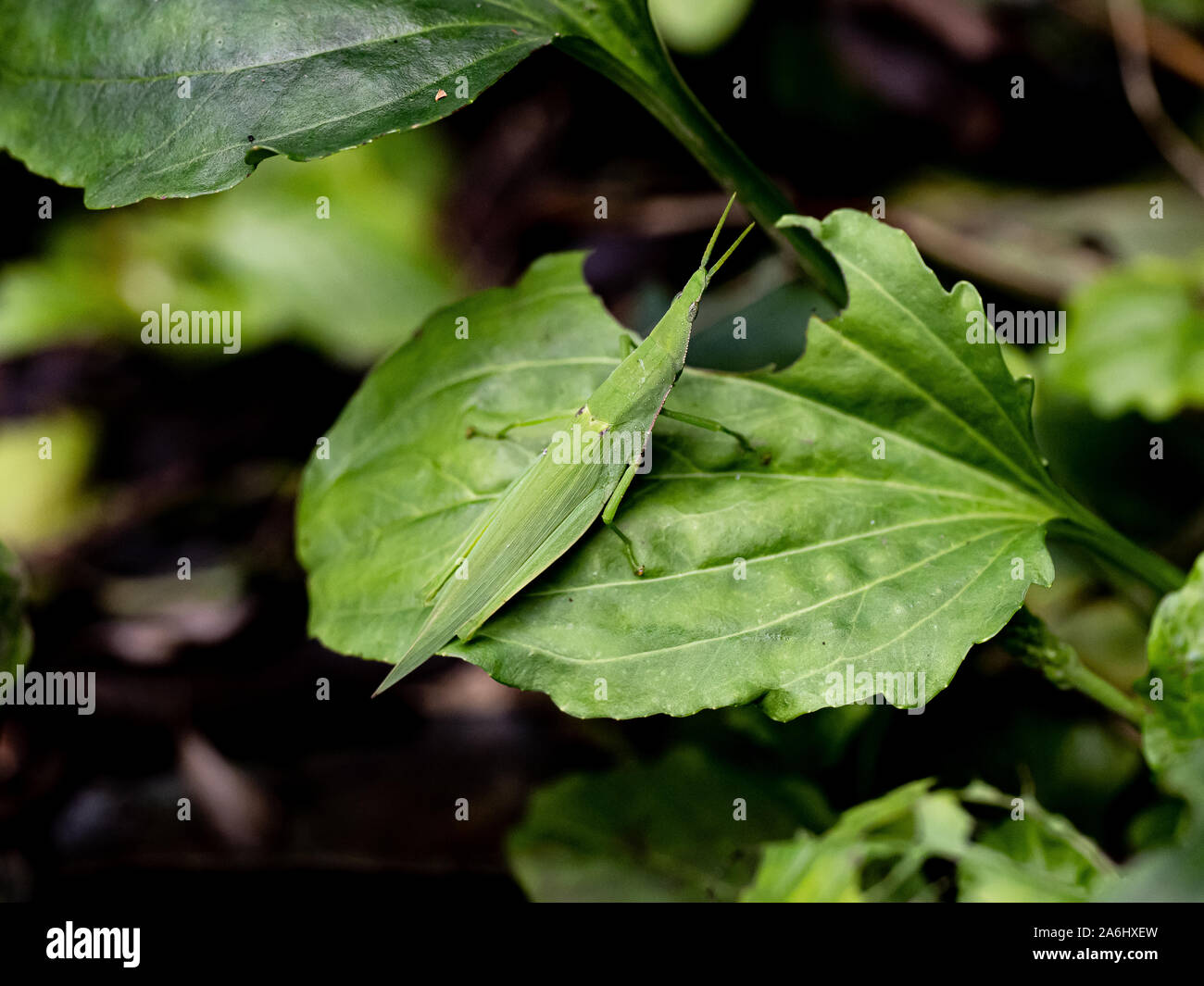 A female atractomorpha lata grasshopper rests on a leaf in a forest ...