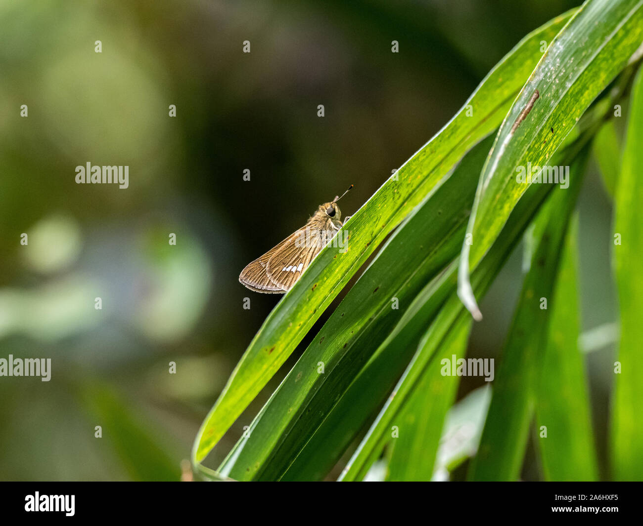 A common straight swift butterfly, Parnara guttata, rests on a leaf in ...