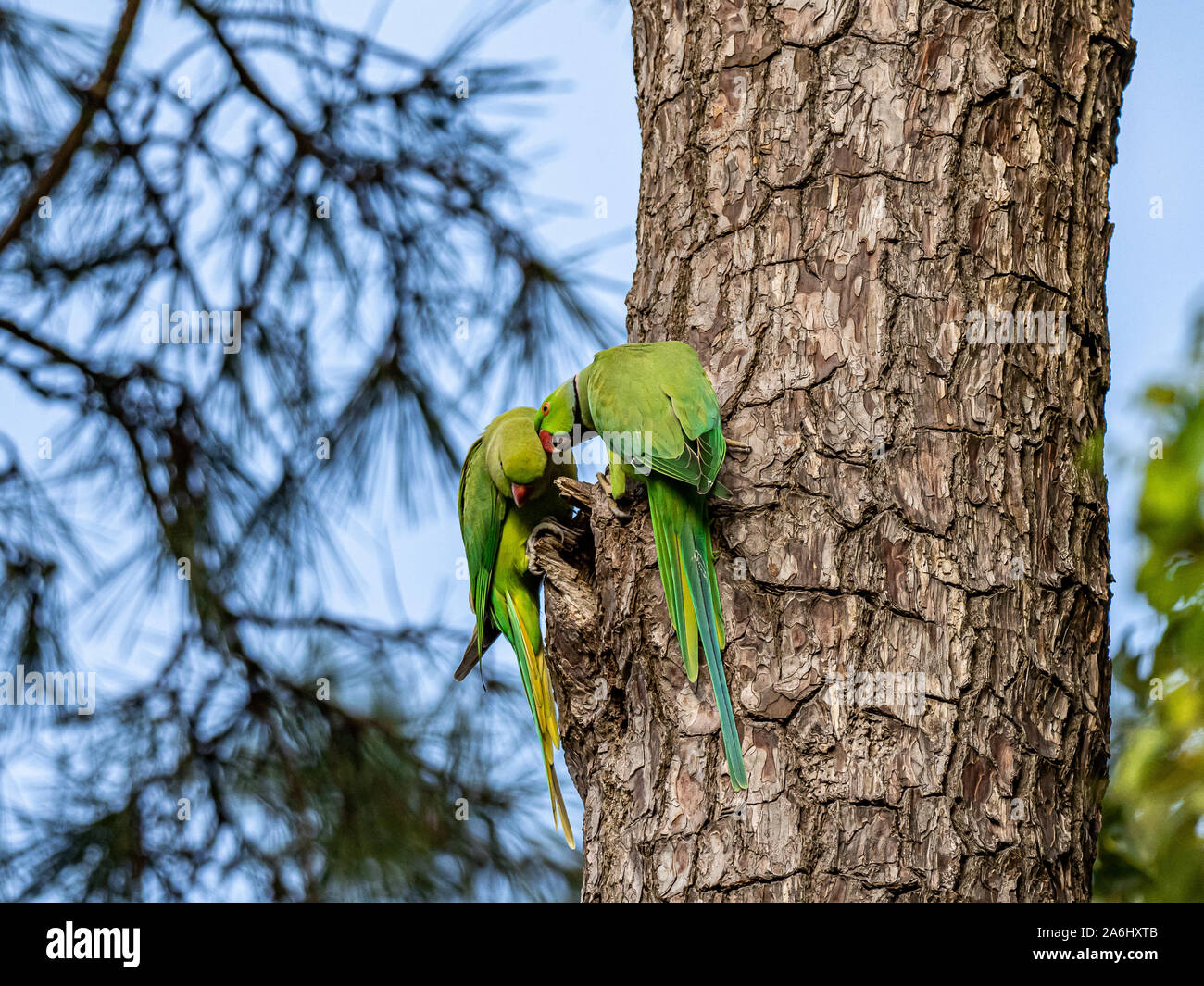 A pair of rose ringed parakeets, Psittacula krameri, sitting on the ...
