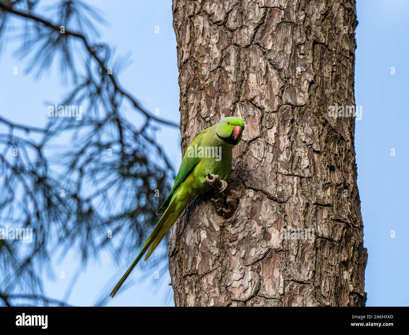 A rose ringed parakeet, Psittacula krameri, sitting on the side of a ...