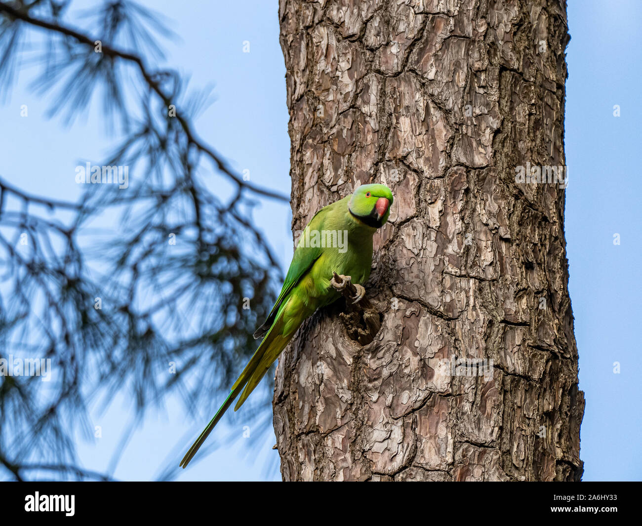 A rose ringed parakeet, Psittacula krameri, sitting on the side of a ...
