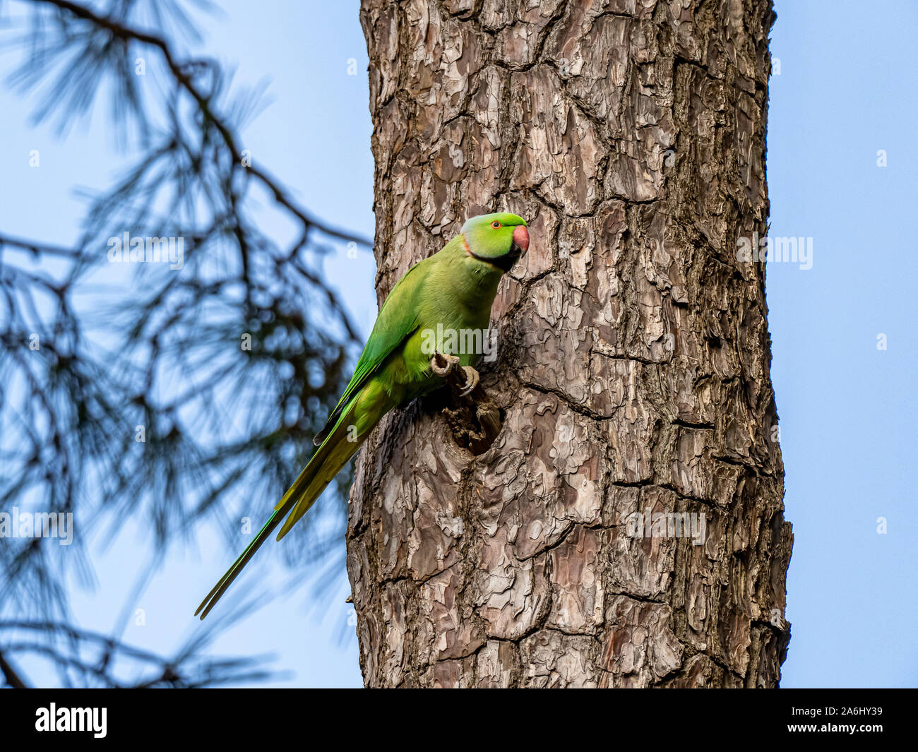 A rose ringed parakeet, Psittacula krameri, sitting on the side of a ...
