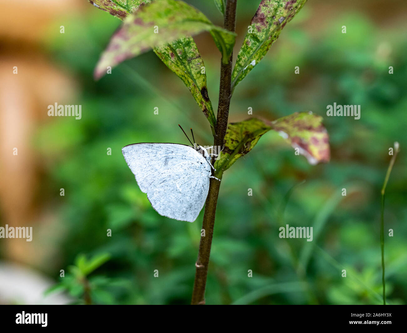 An angled sunbeam butterfly, curetis acuta, rests on the side of a ...