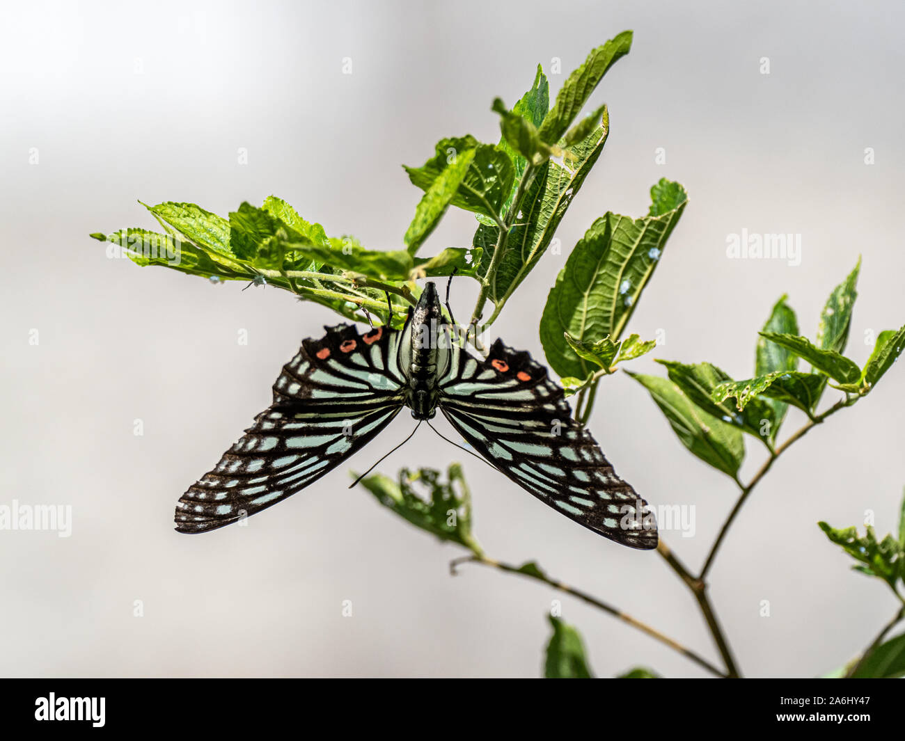 A red ring skirt, Hestina assimilis, clings to the bottom of a cluster ...