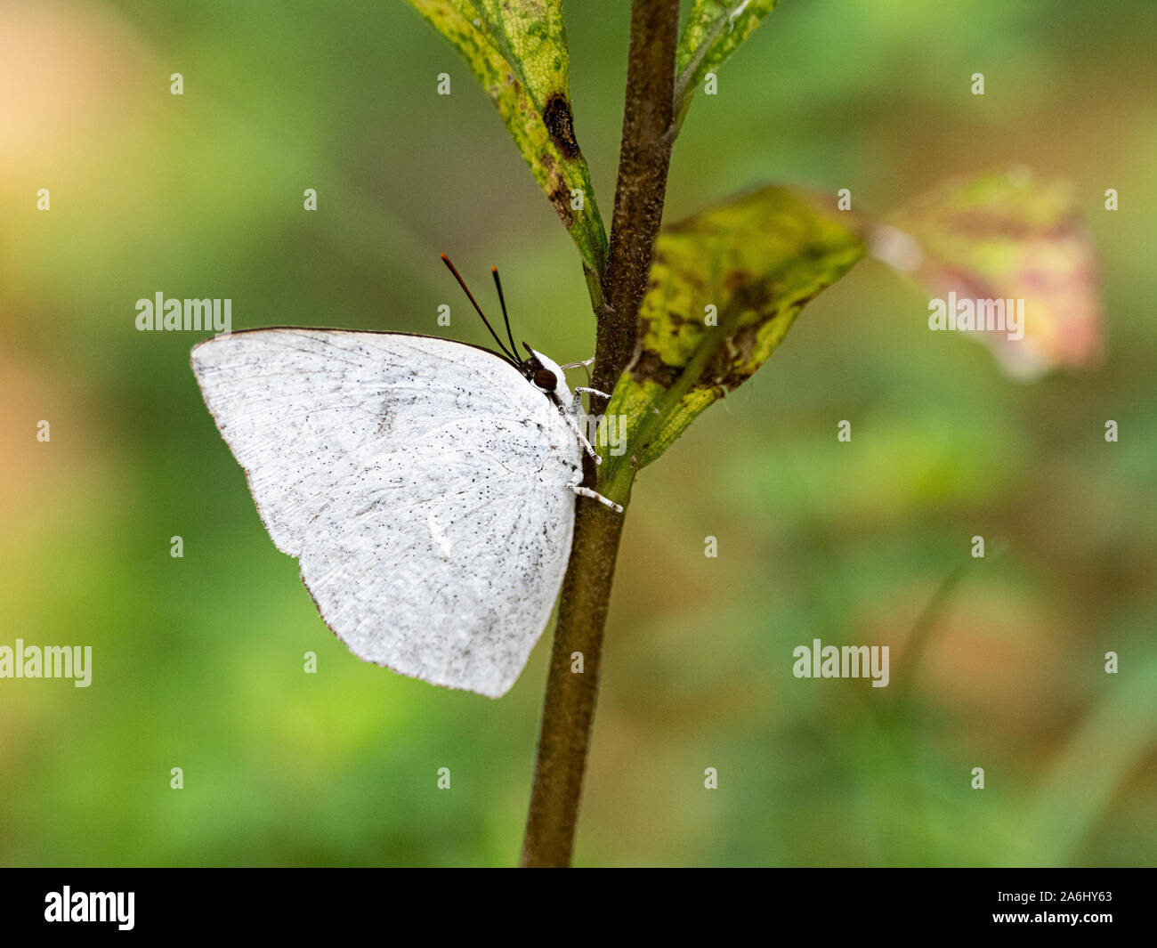 An angled sunbeam butterfly, curetis acuta, rests on the side of a ...