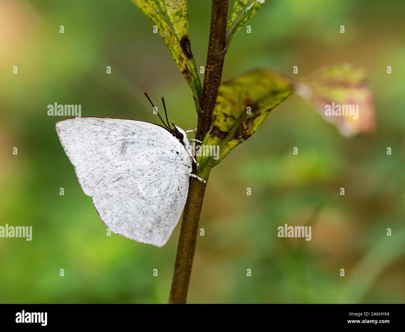 An angled sunbeam butterfly, curetis acuta, rests on the side of a ...