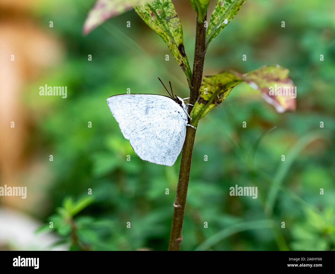 Curetis acuta hi-res stock photography and images - Alamy