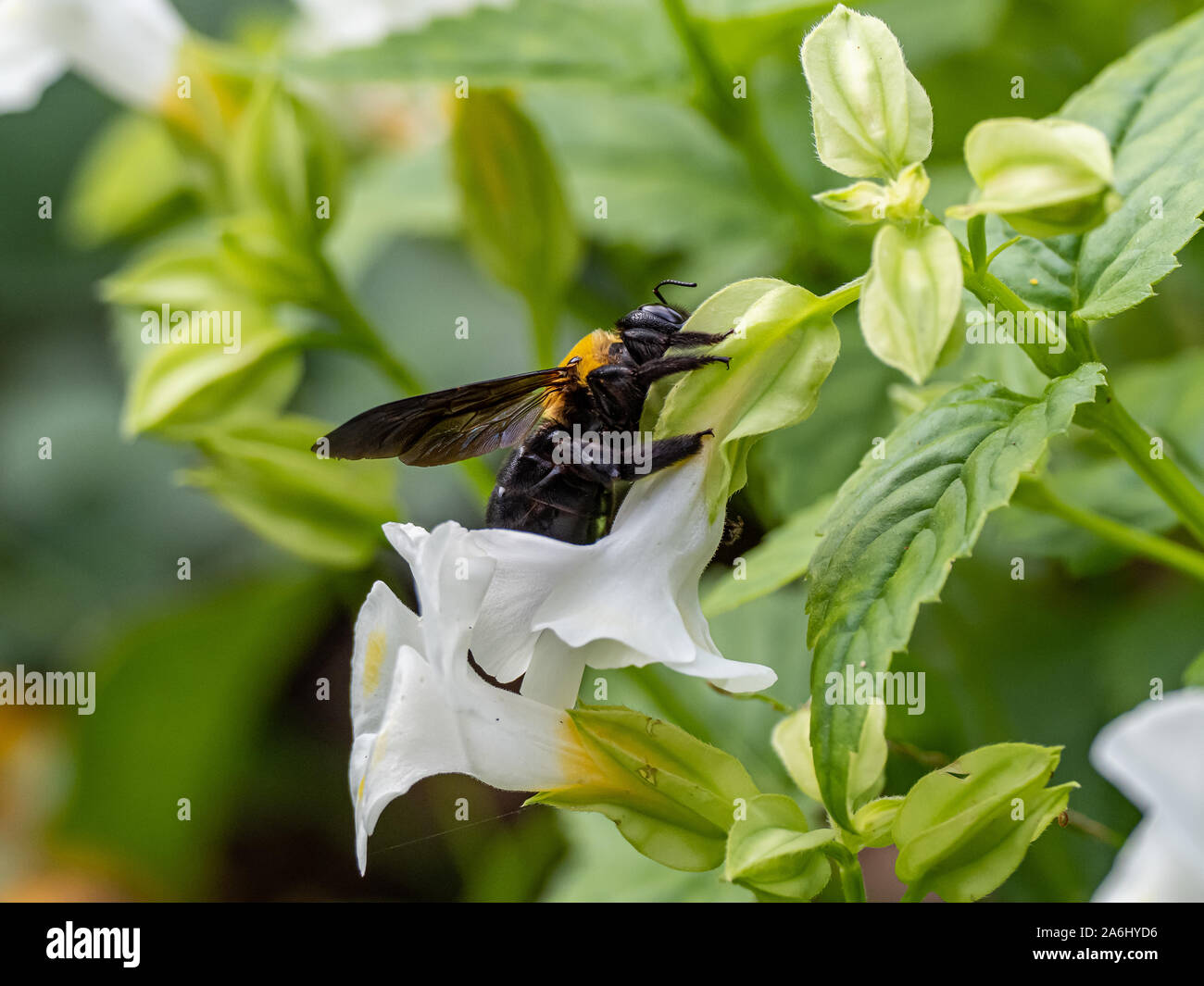 A Japanese carpenter bee, Xylocopa appendiculata, a cousin to the ...