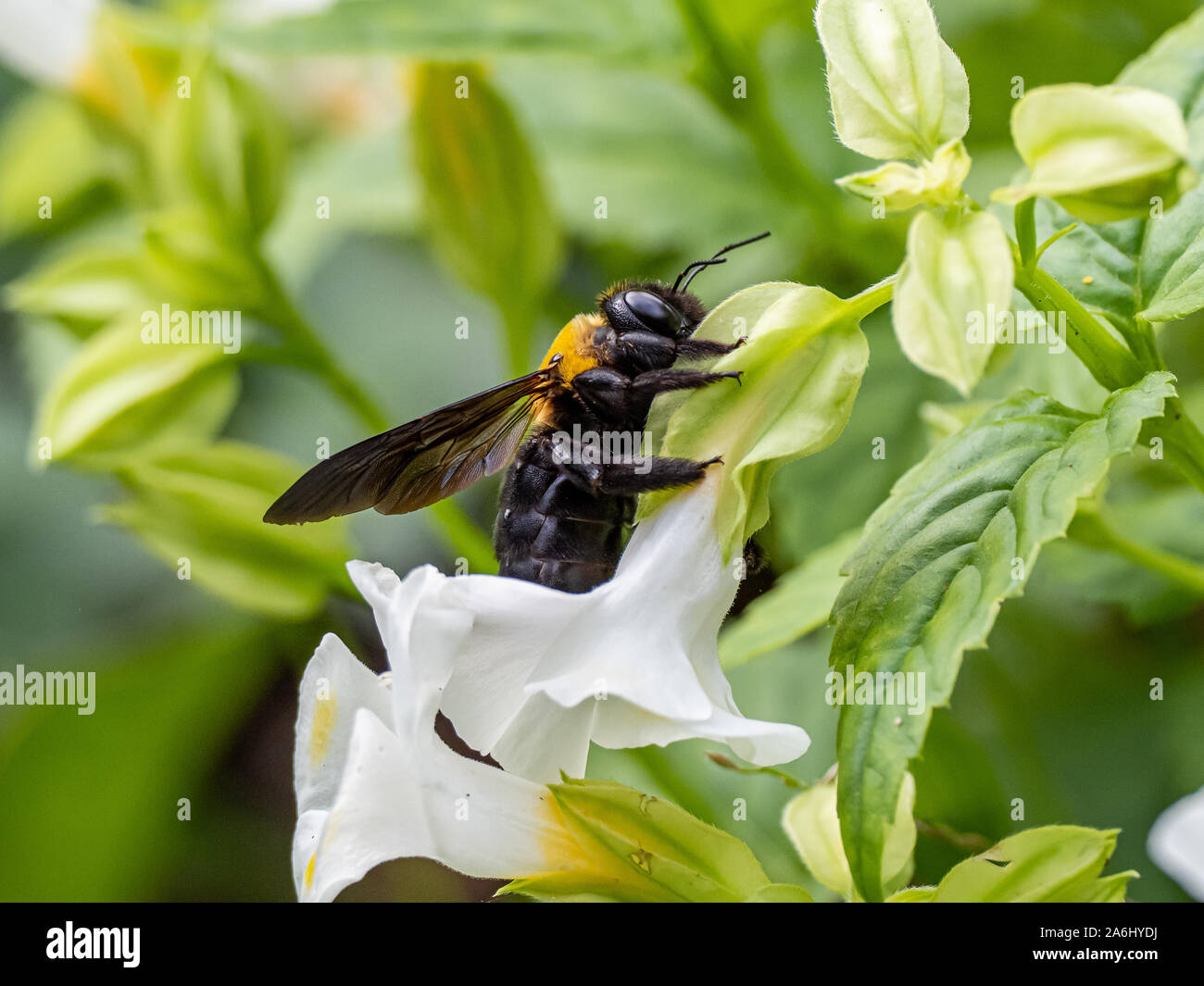 A Japanese carpenter bee, Xylocopa appendiculata, a cousin to the ...