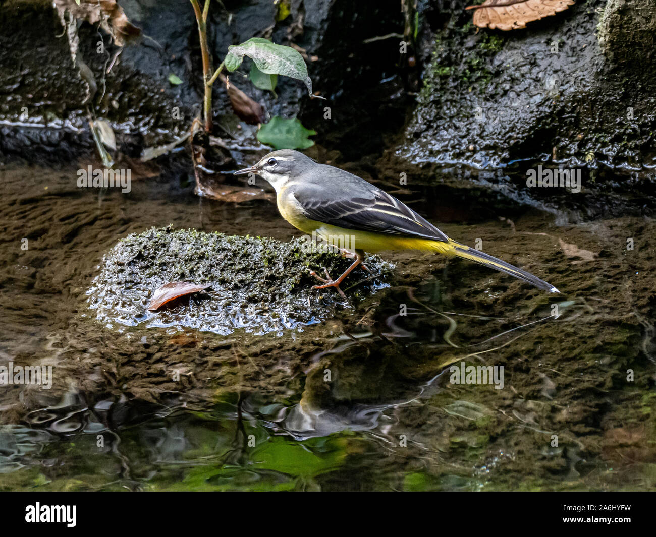 A Japanese gray wagtail, Motacilla cinerea, foraging for food along a ...
